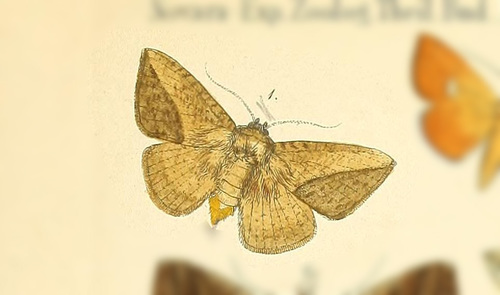 Orthogrammica rufitibia · iNaturalist United Kingdom