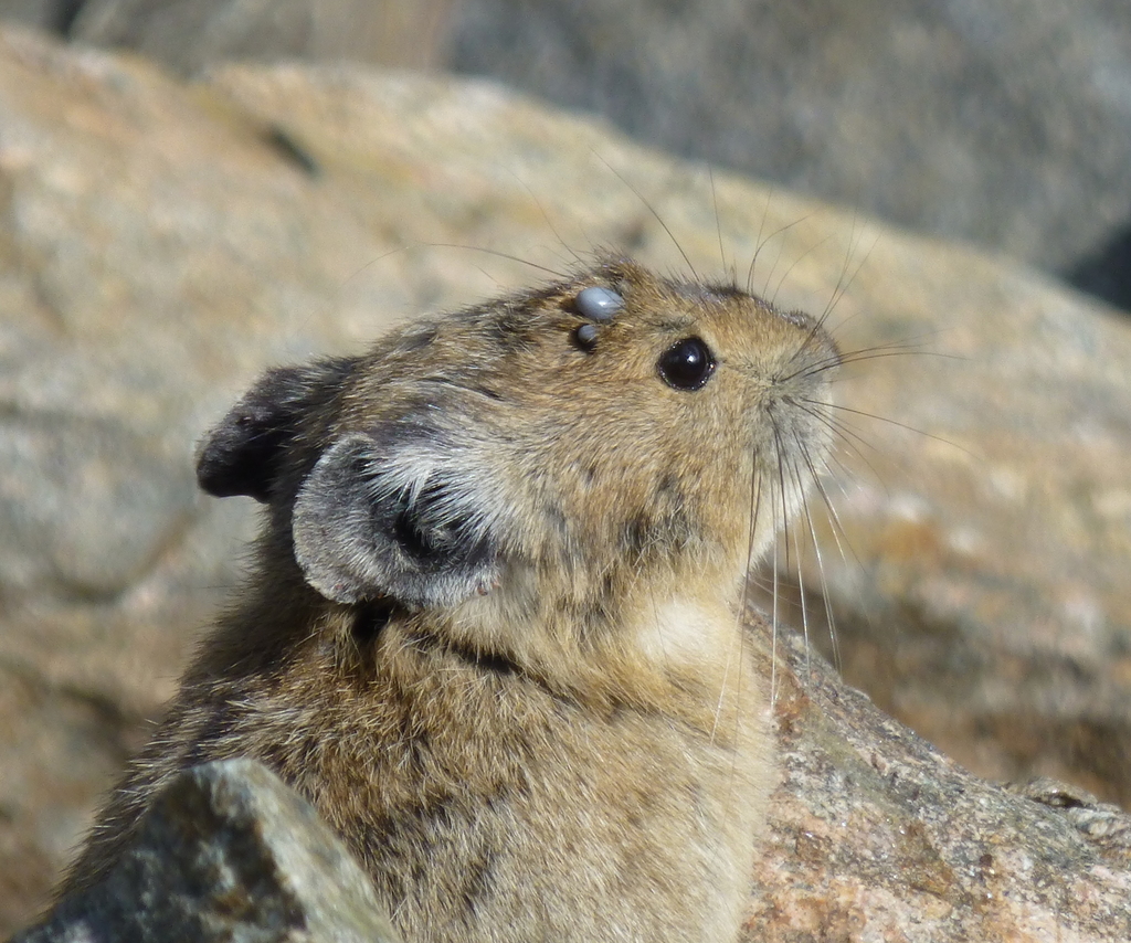 Lagomorphs (Lagomorpha) - Know Your Mammals