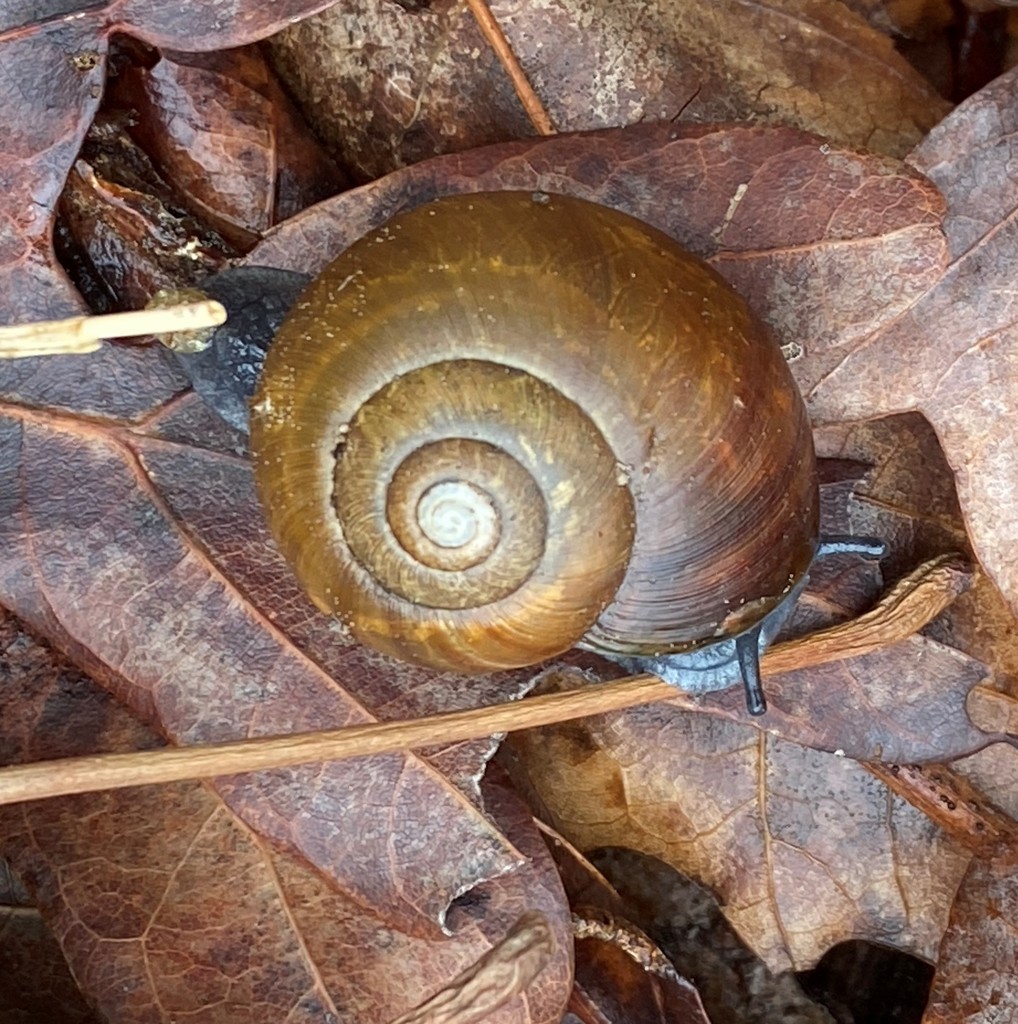 Button Snails from Clear Creek Recreation Area, Winston County, AL, USA ...