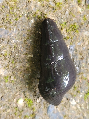 Pachychilus lacustris · iNaturalist