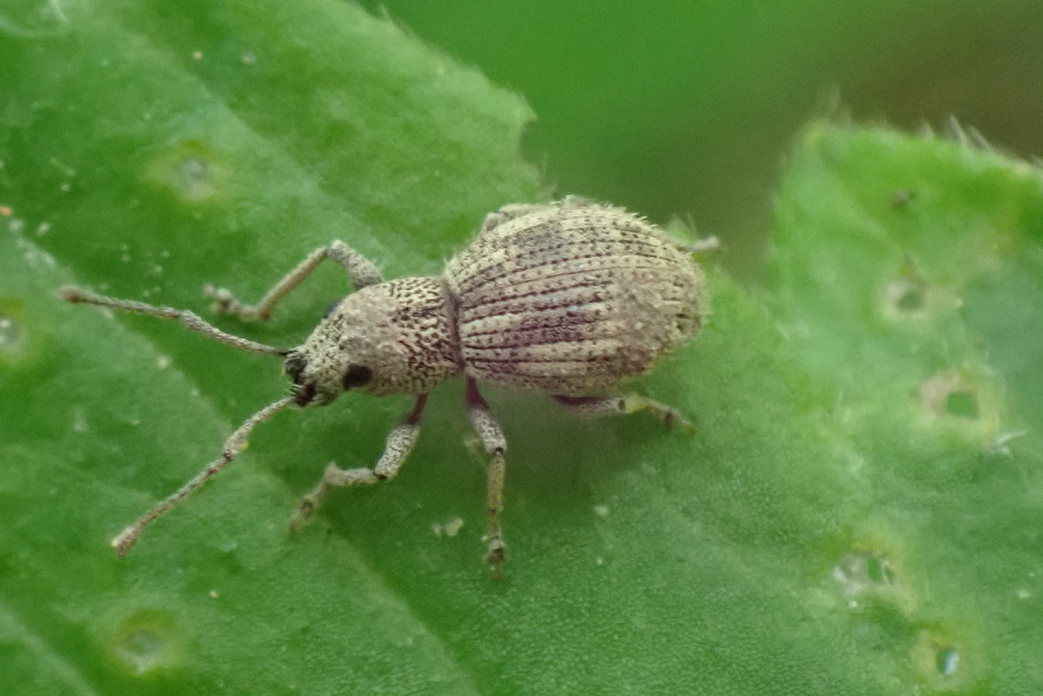 Calomycterus setarius Roelofs, 1873