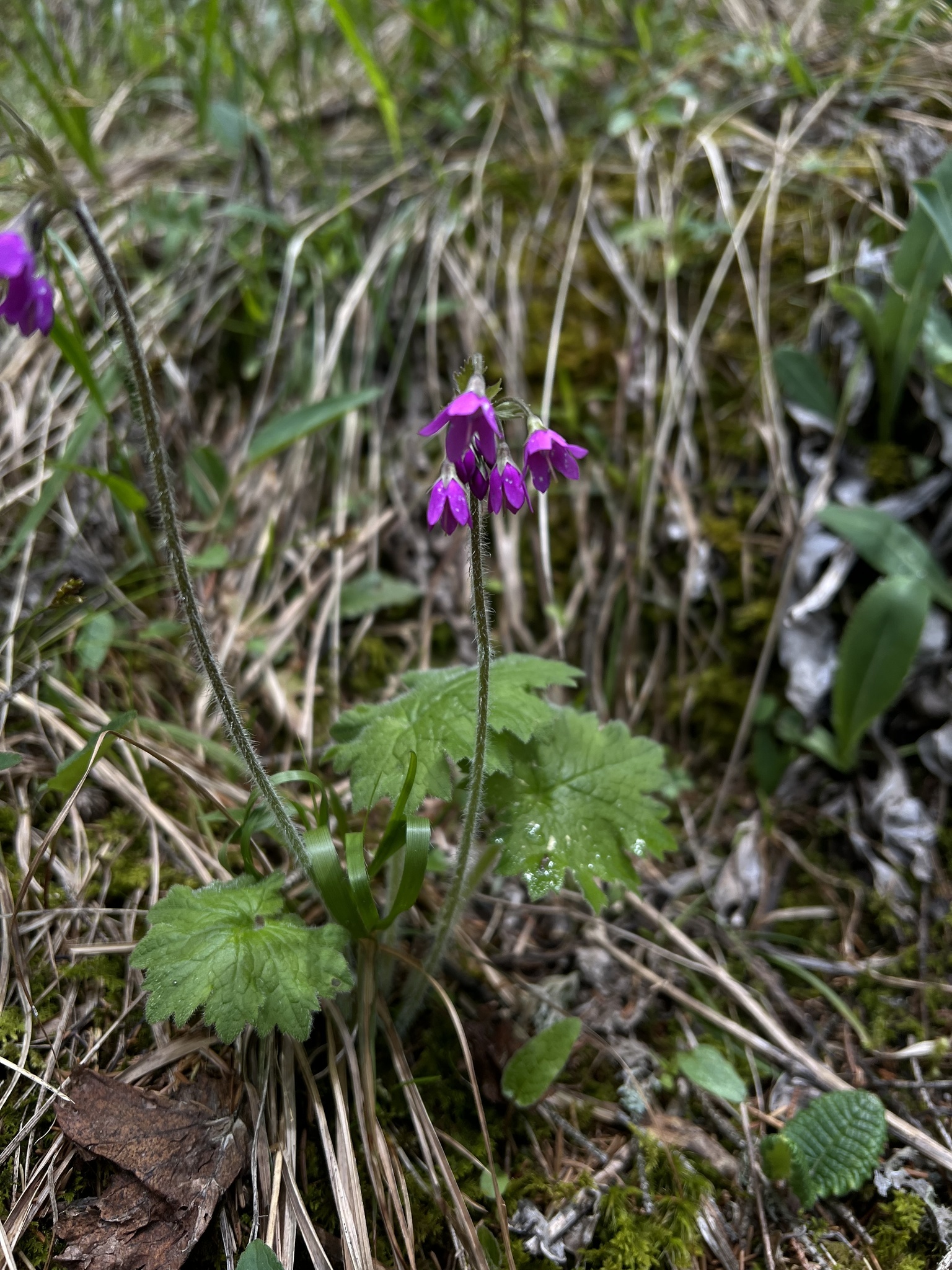 Primula matthioli K.Richt.