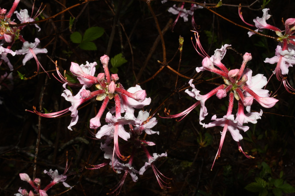 Pinxter Flower from US-23 S, Clarkesville, GA, US on April 16, 2022 at ...