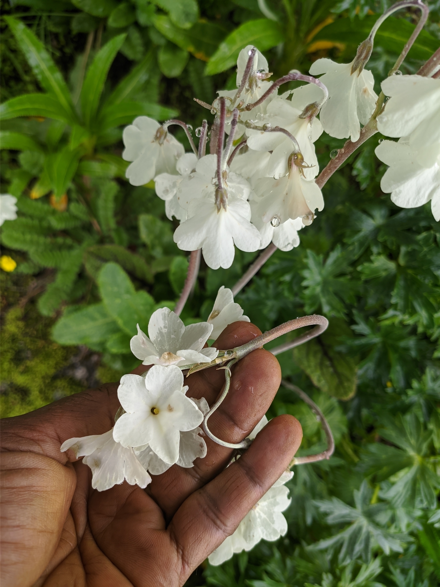 Primula sikkimensis Hook.