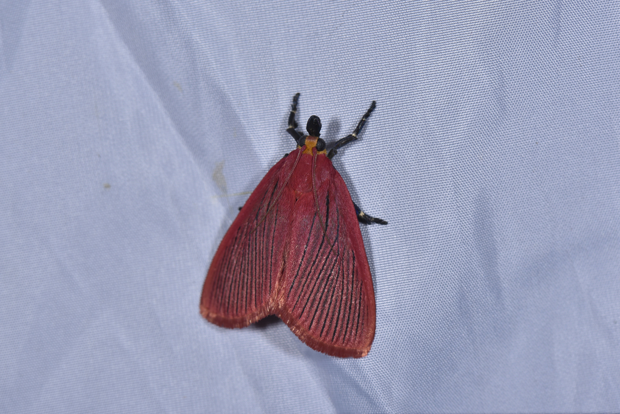 Arctioblepsis rubida C.Felder & R.Felder, 1862