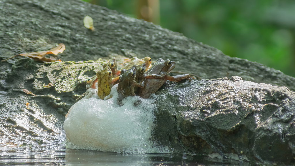 Brown Tree Frog from Pong, Bang Lamung District, Chon Buri 20150 ...