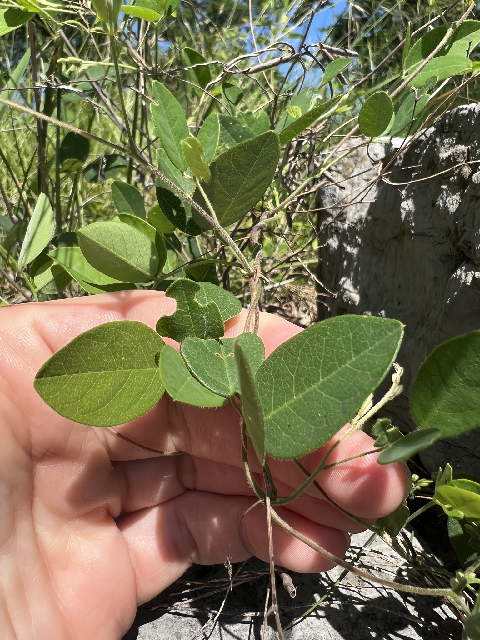 Galactia regularis (L.) Britton, Sterns & Poggenb.