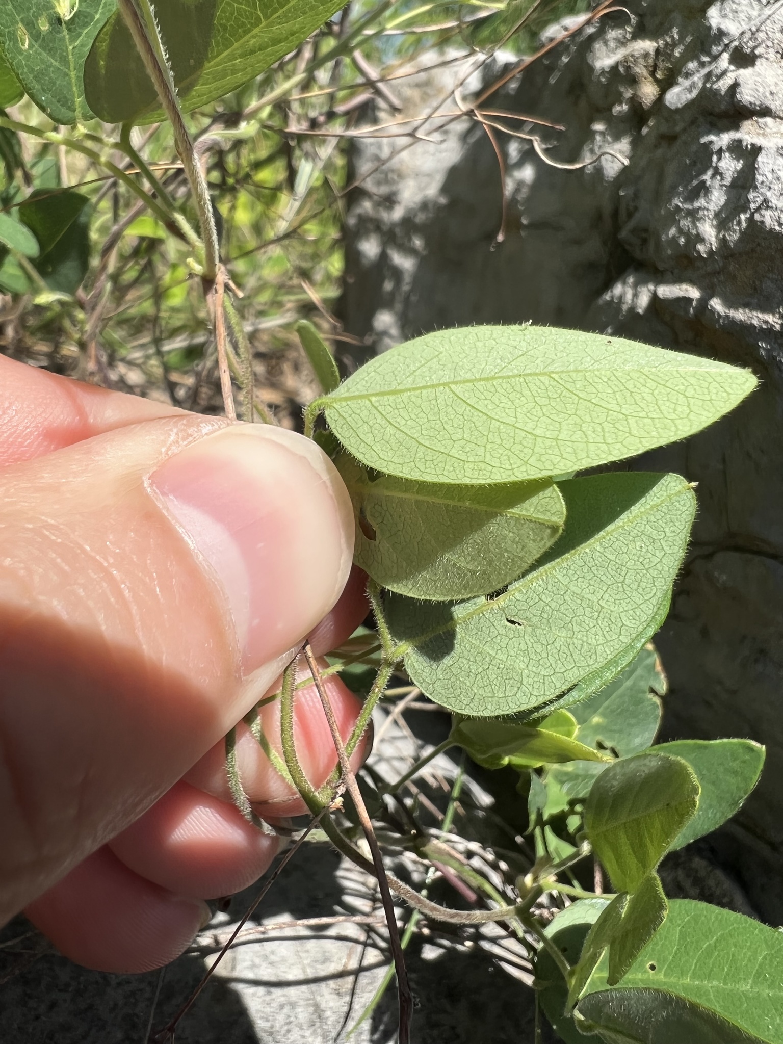 Galactia regularis (L.) Britton, Sterns & Poggenb.