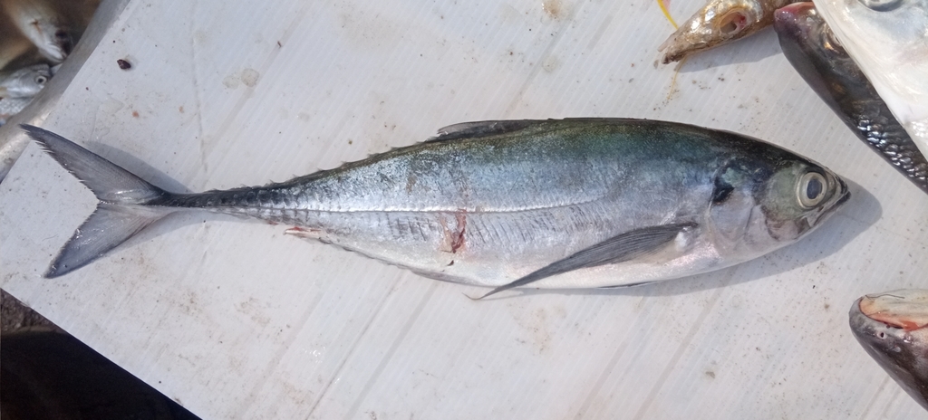 Torpedo Scad from Besant Nagar Beach on May 15, 2022 at 08:41 AM by ...