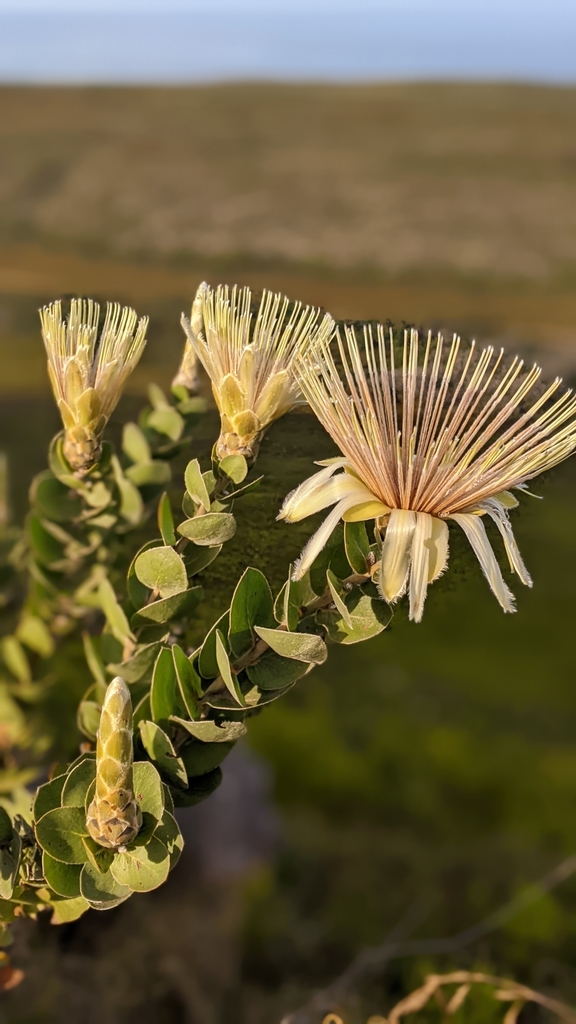 Potberg Sugarbush from Overberg DC, South Africa on May 23, 2022 at 09: ...
