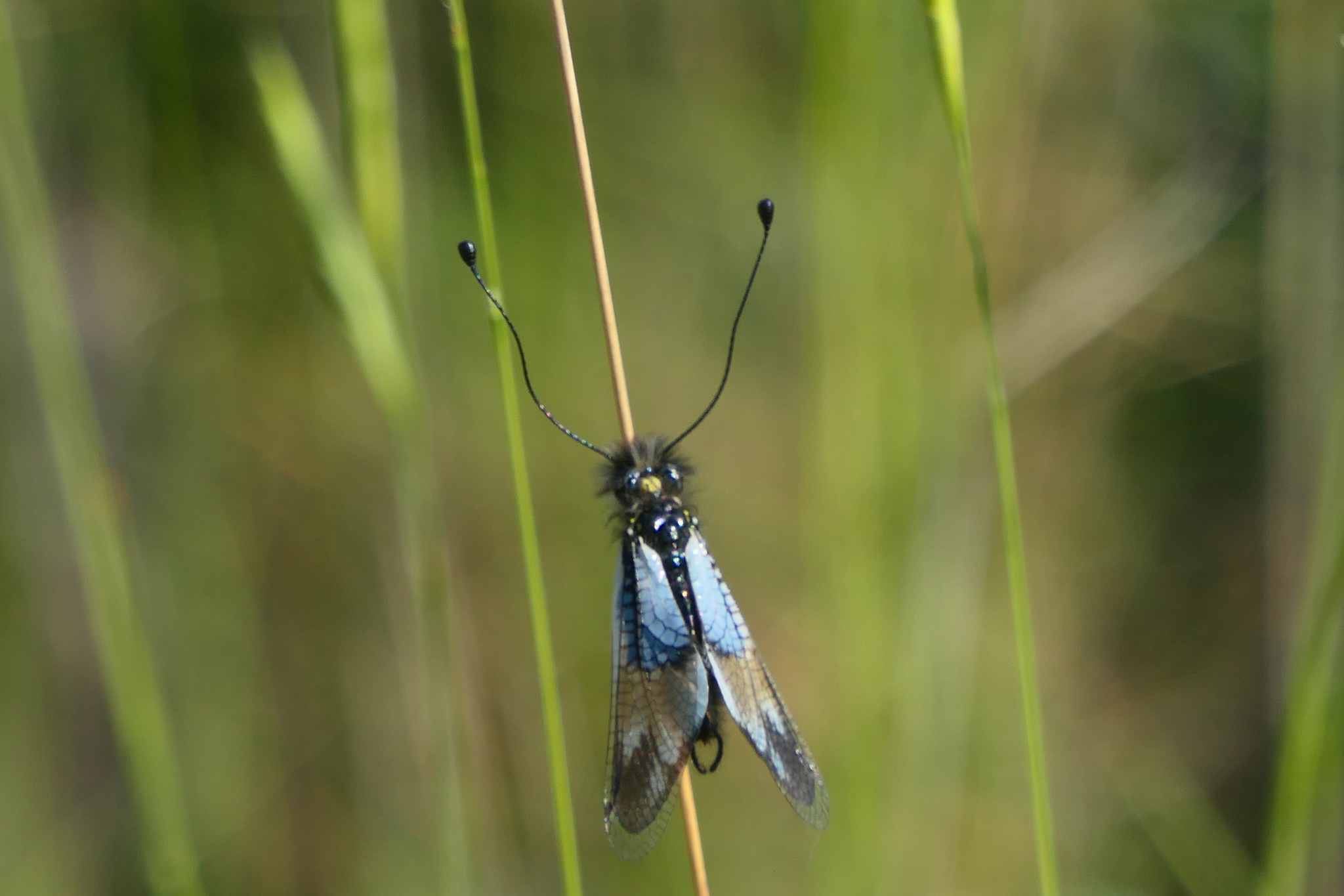 Libelloides lacteus (Brullé, 1832)
