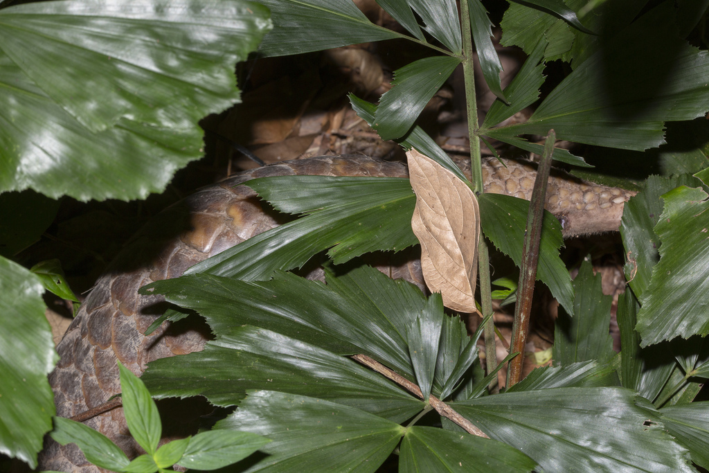 Sunda Pangolin in May 2022 by budak · iNaturalist
