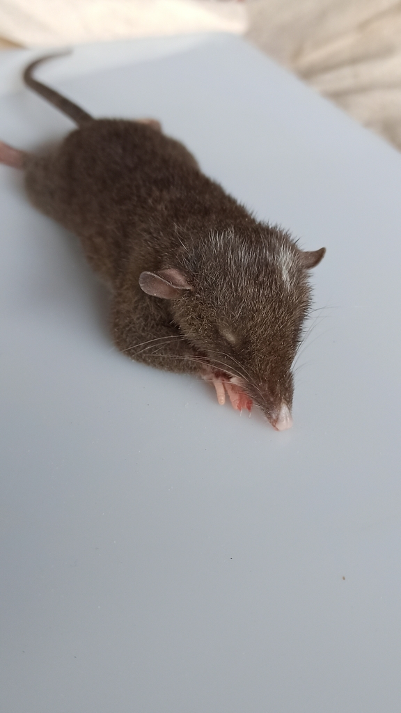 Silky Shrew Opossum from Ulba, Ecuador on May 26, 2022 at 09:46 AM by ...