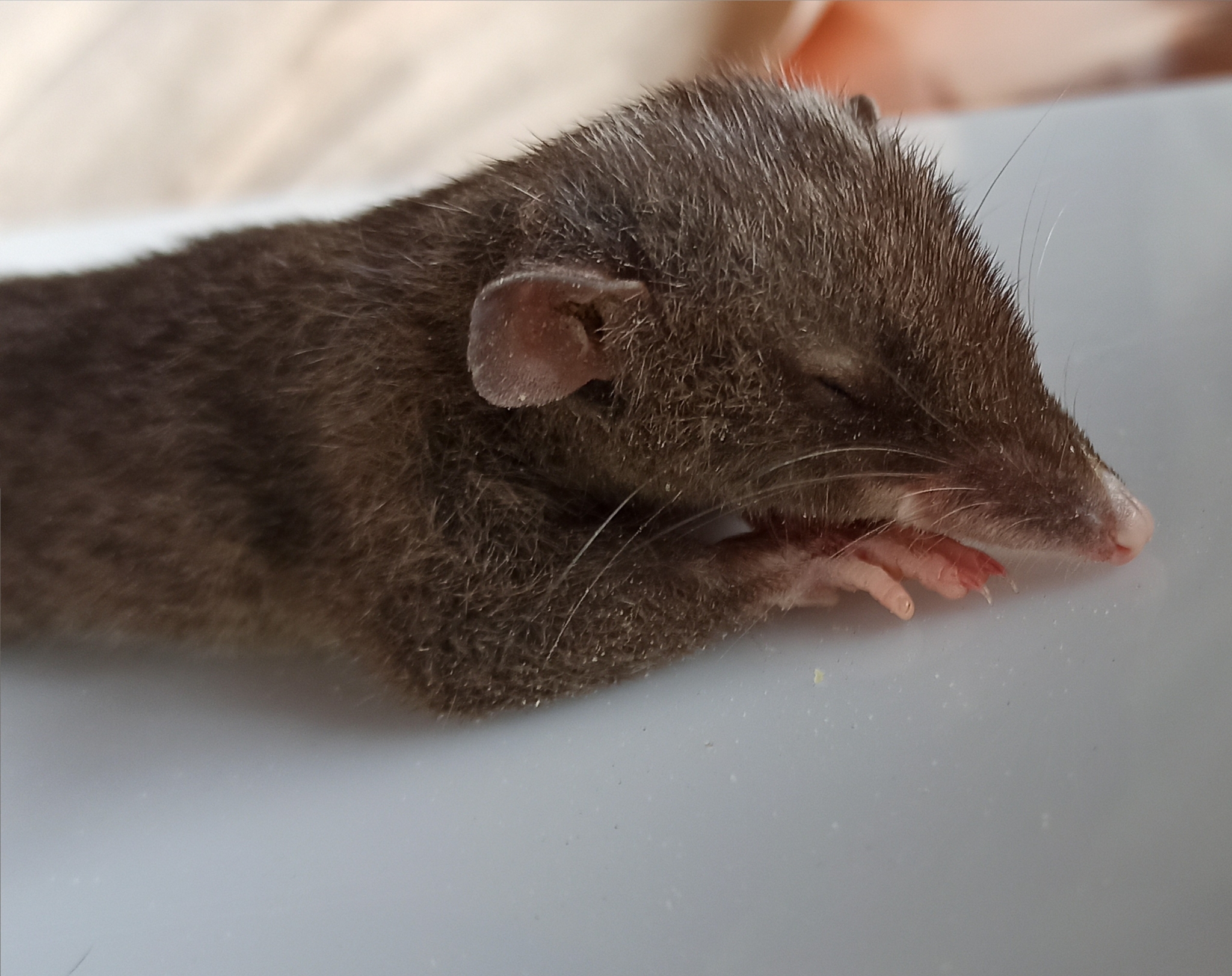 Caenolestes fuliginosus (Tomes, 1863)