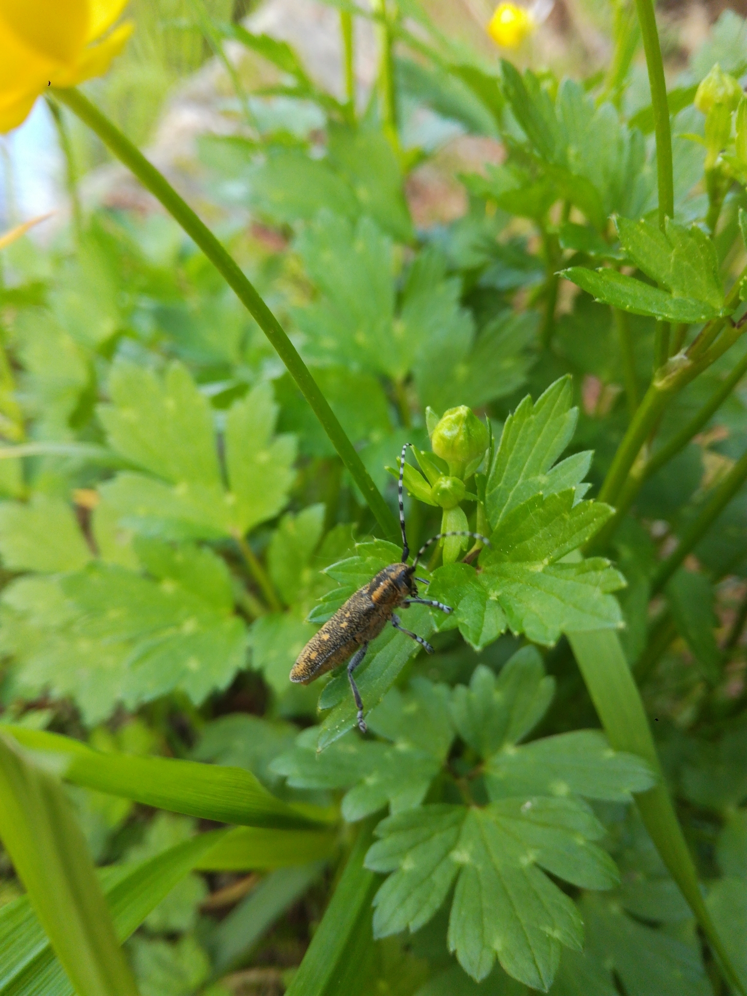 Saperda populnea (Linnaeus, 1758)