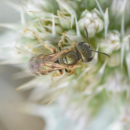 Halictus cephalicus · iNaturalist Mexico