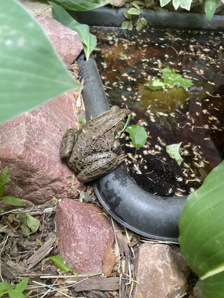 Green Frog from Haverford Cir, Lincoln, NE, US on May 30, 2022 at 11:05 ...