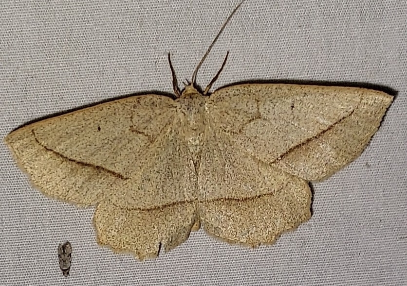 Least-marked Euchlaena Moth from 10768 Loop Road on May 29, 2022 at 11: ...