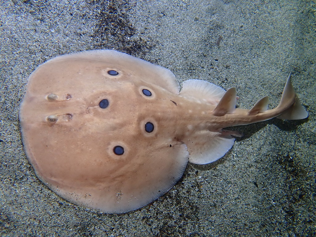 Common Torpedo (Torpedo torpedo) - Marine Life Identification