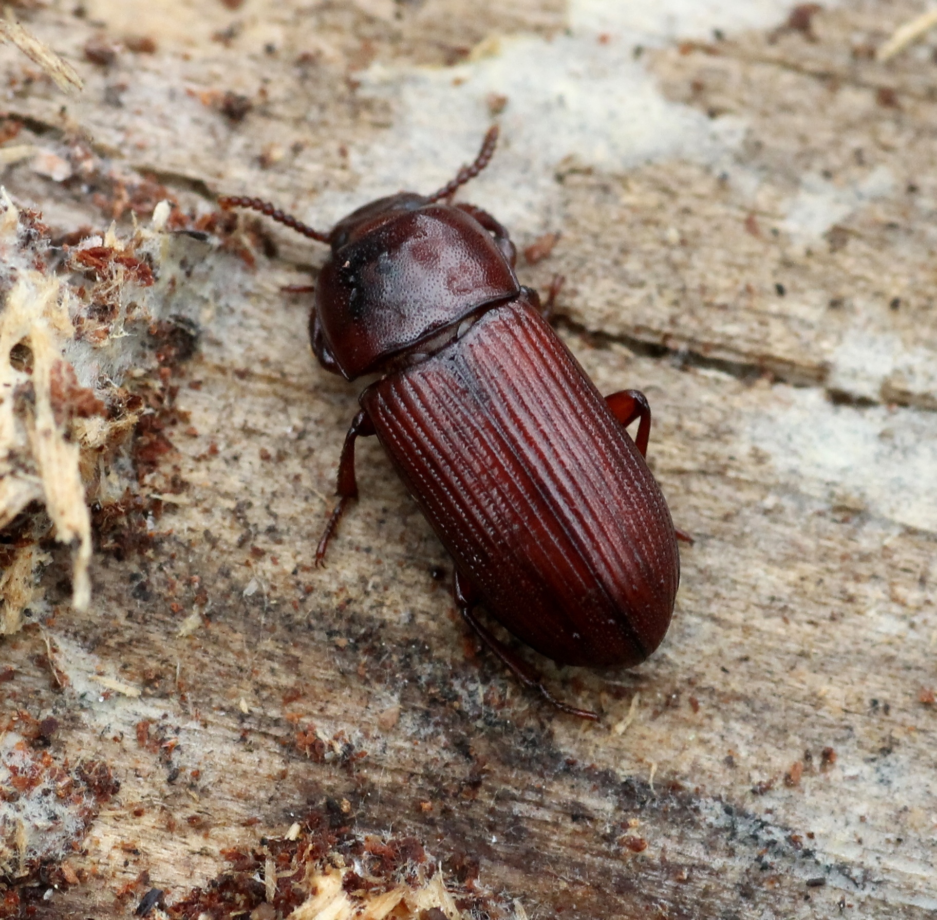 Uloma culinaris (Linnaeus, 1758)