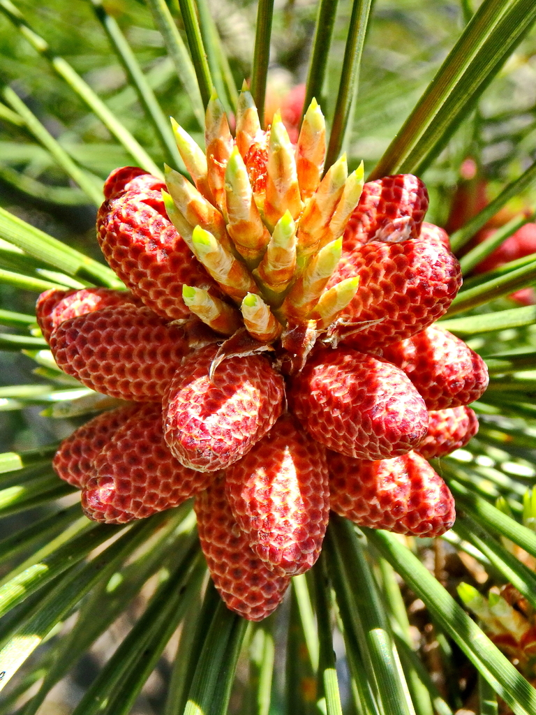 pine family (Pinaceae) - Botanical Realm
