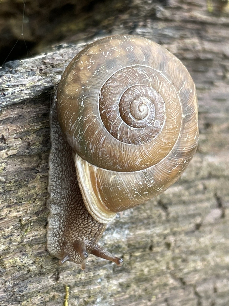 White-lip Globe Snail from Cuivre River State Park, Troy, MO, US on ...