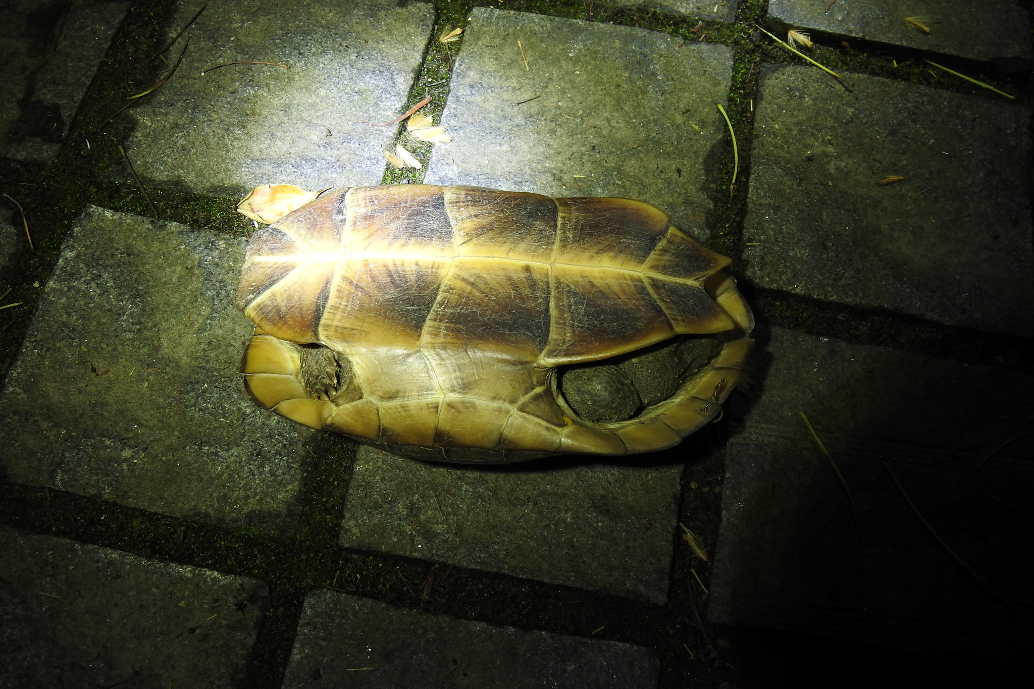 Mauremys reevesii (Gray, 1831)