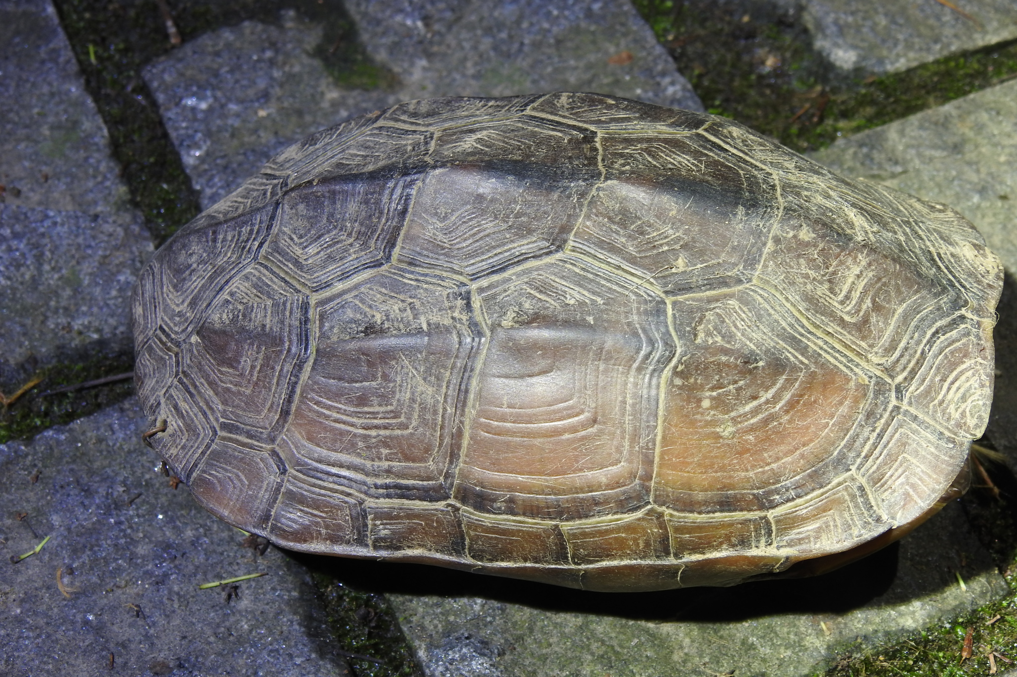 Mauremys reevesii (Gray, 1831)