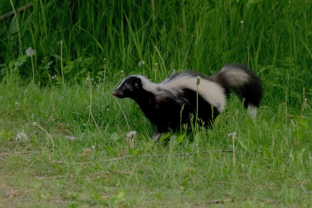 Striped Skunk from Mimico, Toronto, ON, Canada on May 30, 2022 at 05:17 ...