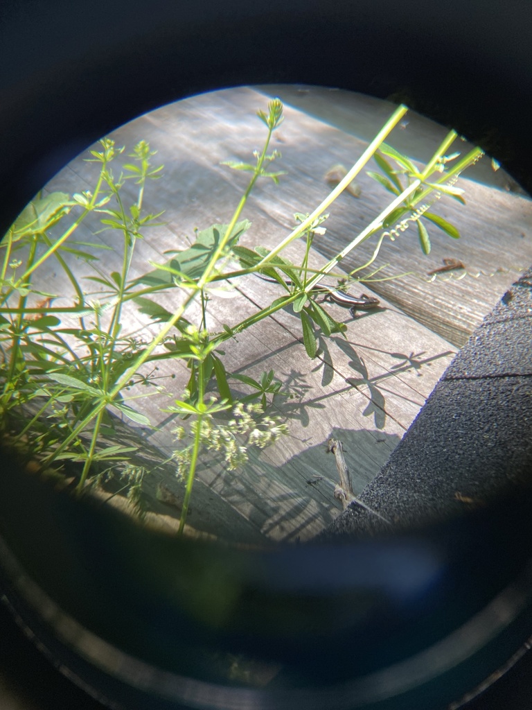 Common Five-lined Skink from Ottawa National Wildlife Refuge, Oak ...