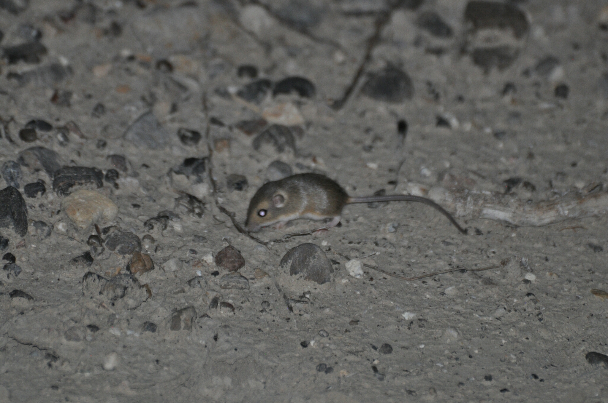 Perognathus merriami J.A.Allen, 1892