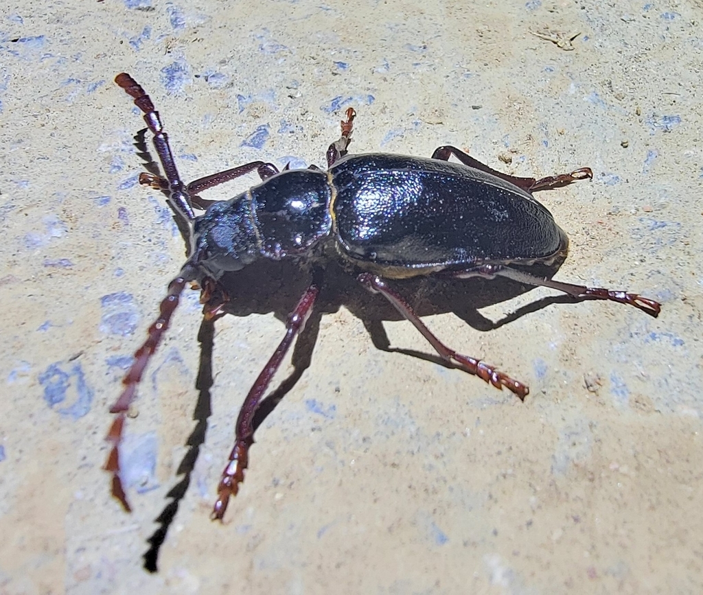 Dorysthenes hydropicus from Hefei, CN-AH, CN on May 30, 2022 at 08:00 ...