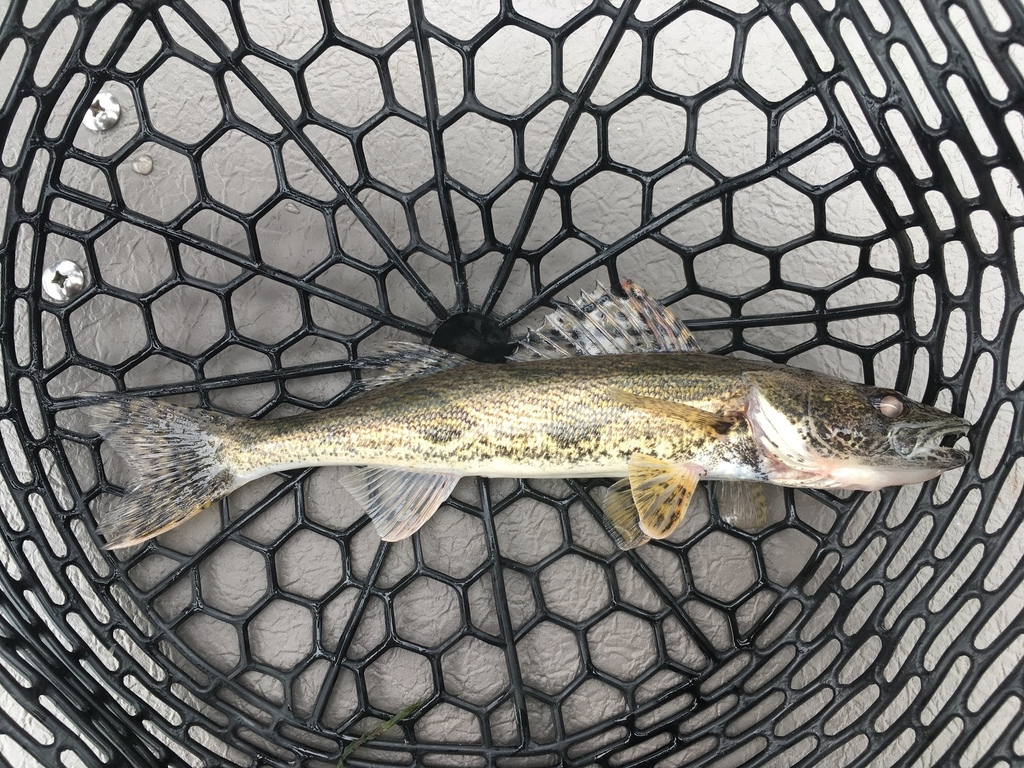 Sauger (Fish of Alberta) · iNaturalist