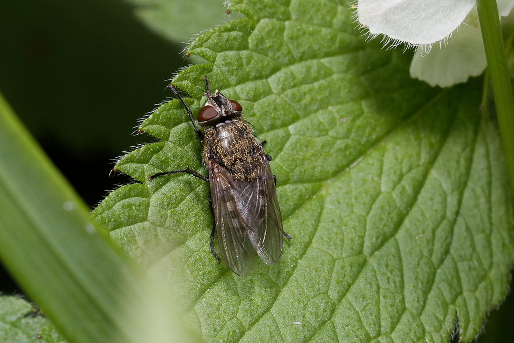 Cluster Flies in May 2022 by sylvester_k · iNaturalist