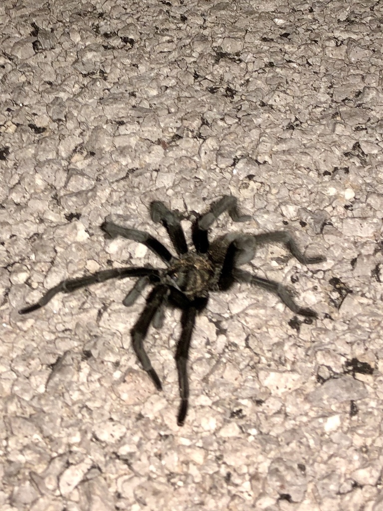 Chiricahuan Gray Tarantula from Highway 549 SE, Las Cruces, NM, US on ...