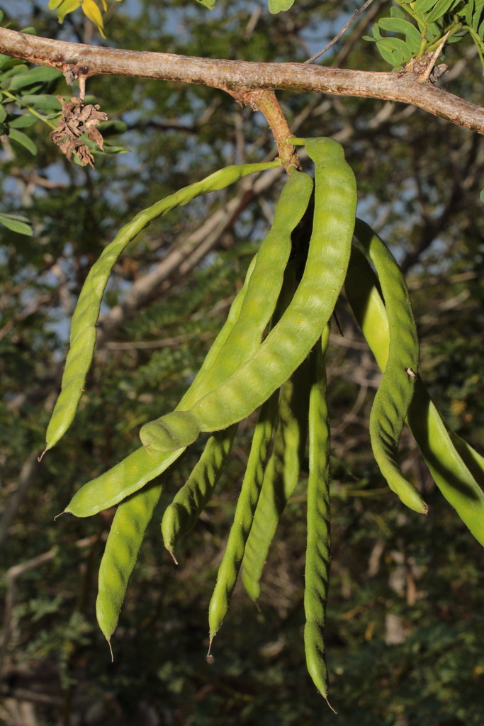 mesquite (Neltuma juliflora) - Botanical Realm