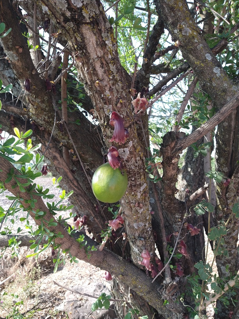 Winged Calabash from Ayala, Mor., México on May 28, 2022 at 09:34 AM by ...