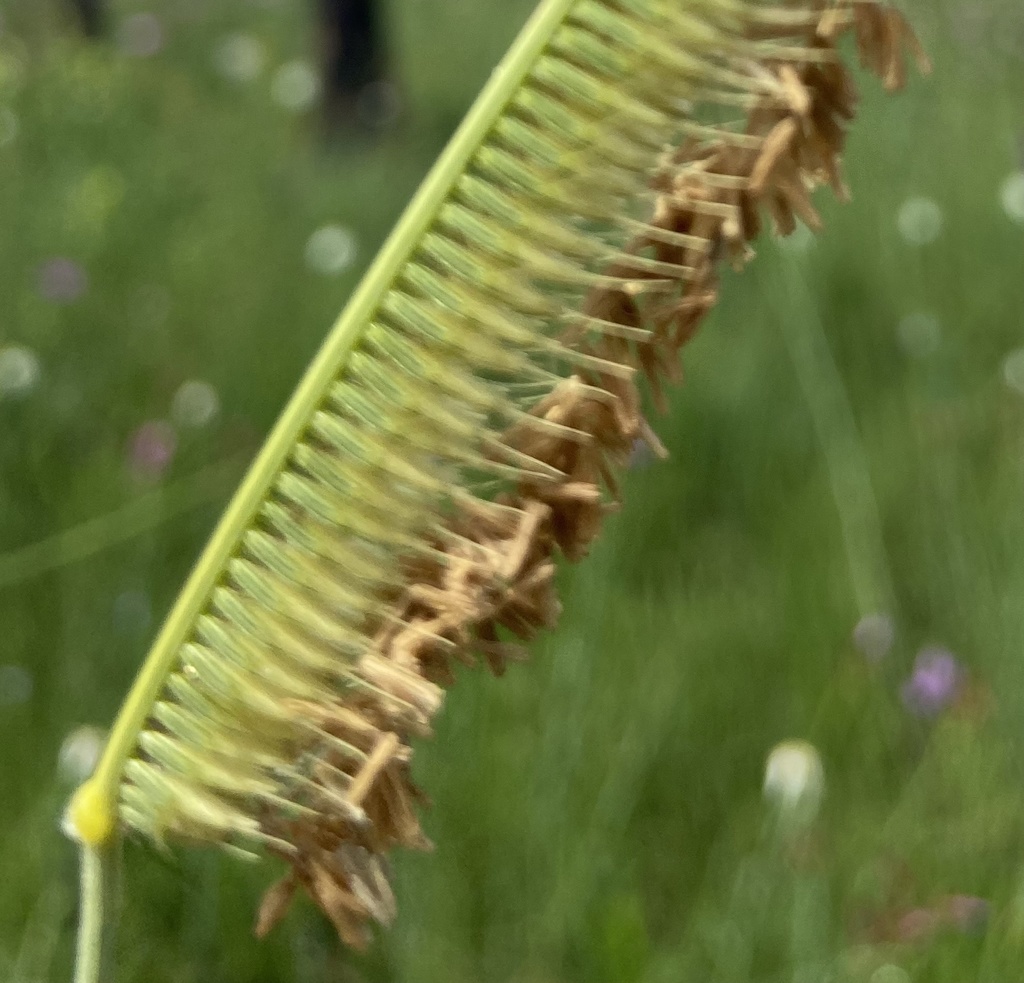 Toothache grass from Apalachicola National Forest, Bristol, FL, US on ...