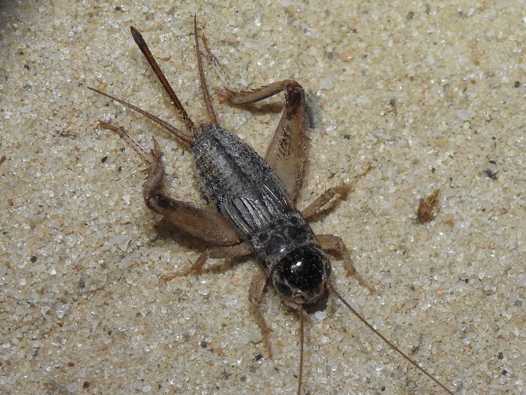 Eastern Striped Cricket from Anderson County, TX, USA on May 27, 2022 ...