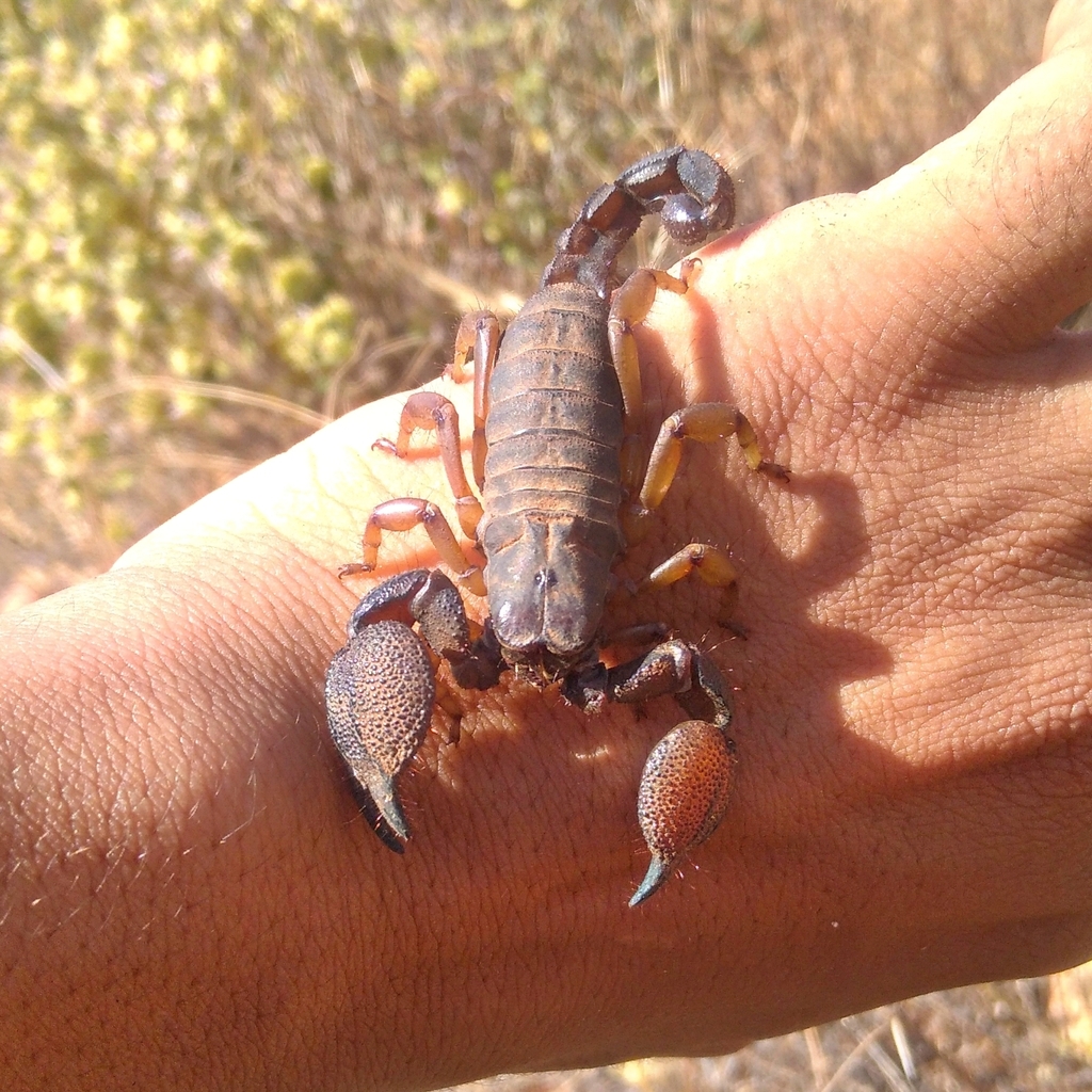 Scorpio from Province de Béni-Mellal, Maroc on May 30, 2022 at 06:32 PM ...