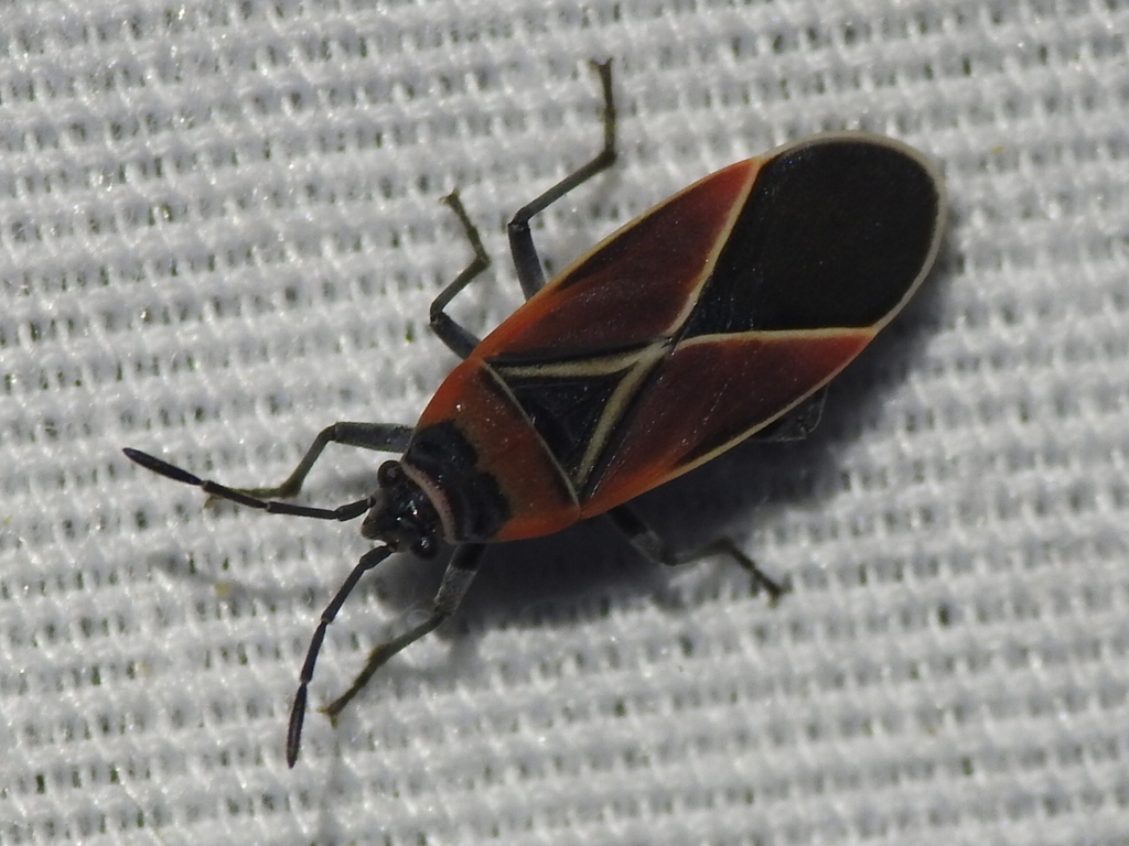 White-crossed Seed Bug from Anderson County, TX, USA on May 27, 2022 at ...