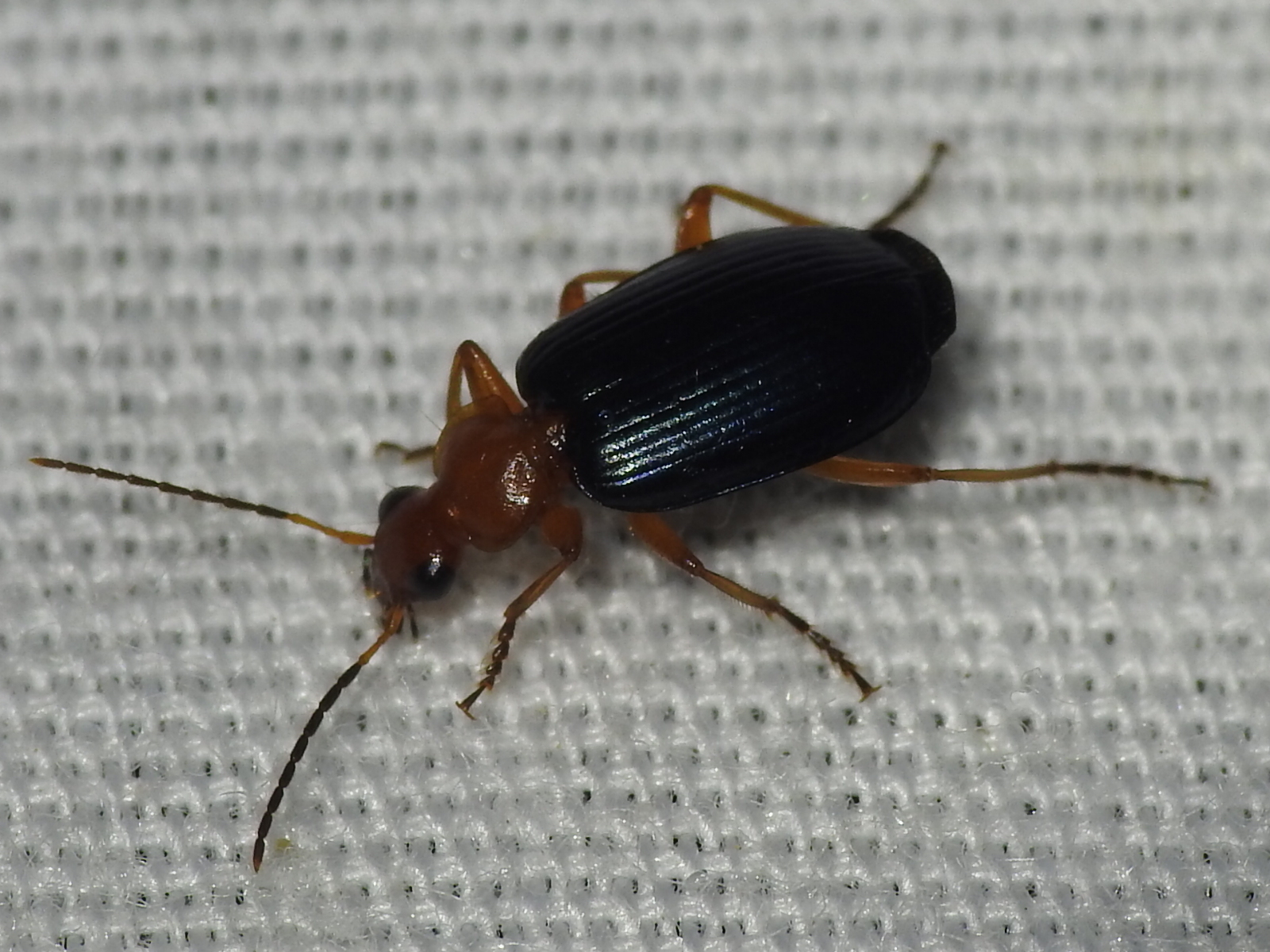 Lebia grandis Hentz, 1830