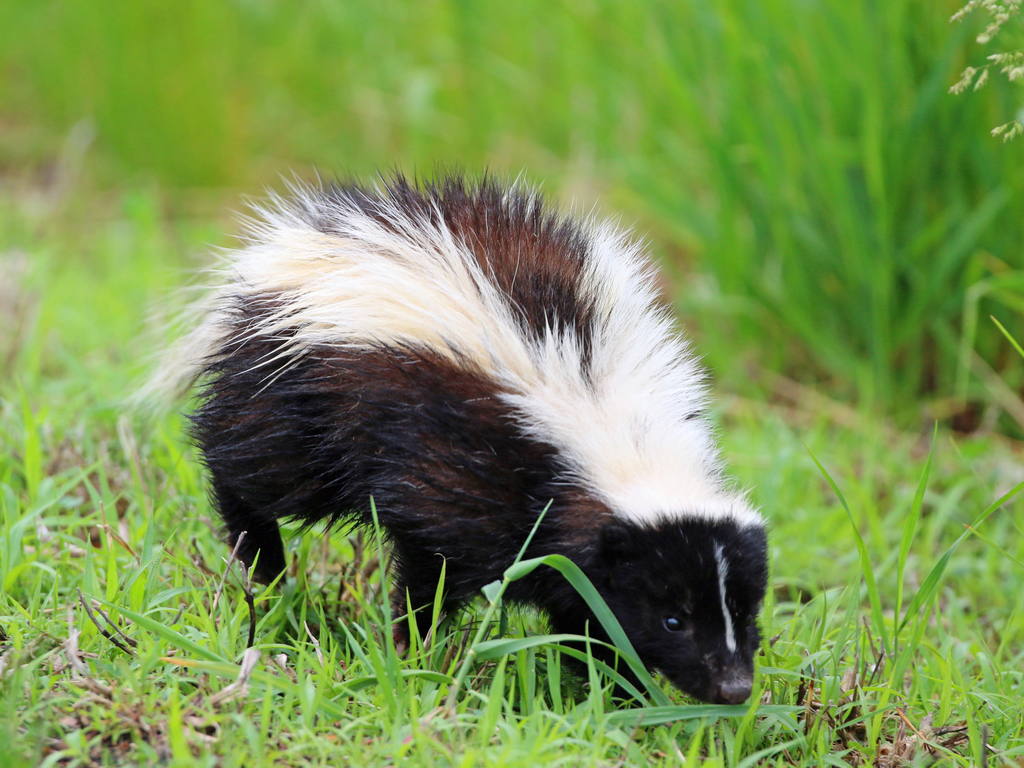 Striped Skunk from Sioux Falls, SD, USA on May 30, 2022 at 10:51 AM by ...