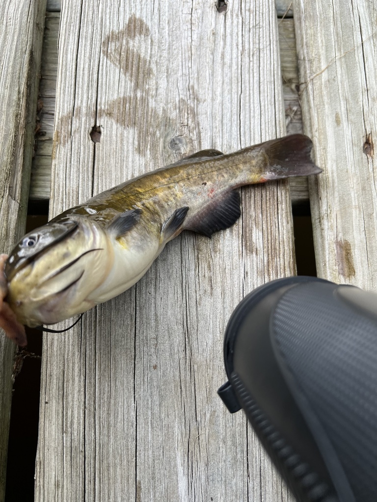 Brown Bullhead from Petkewec Rd, Cooperstown, NY, US on May 28, 2022 at ...