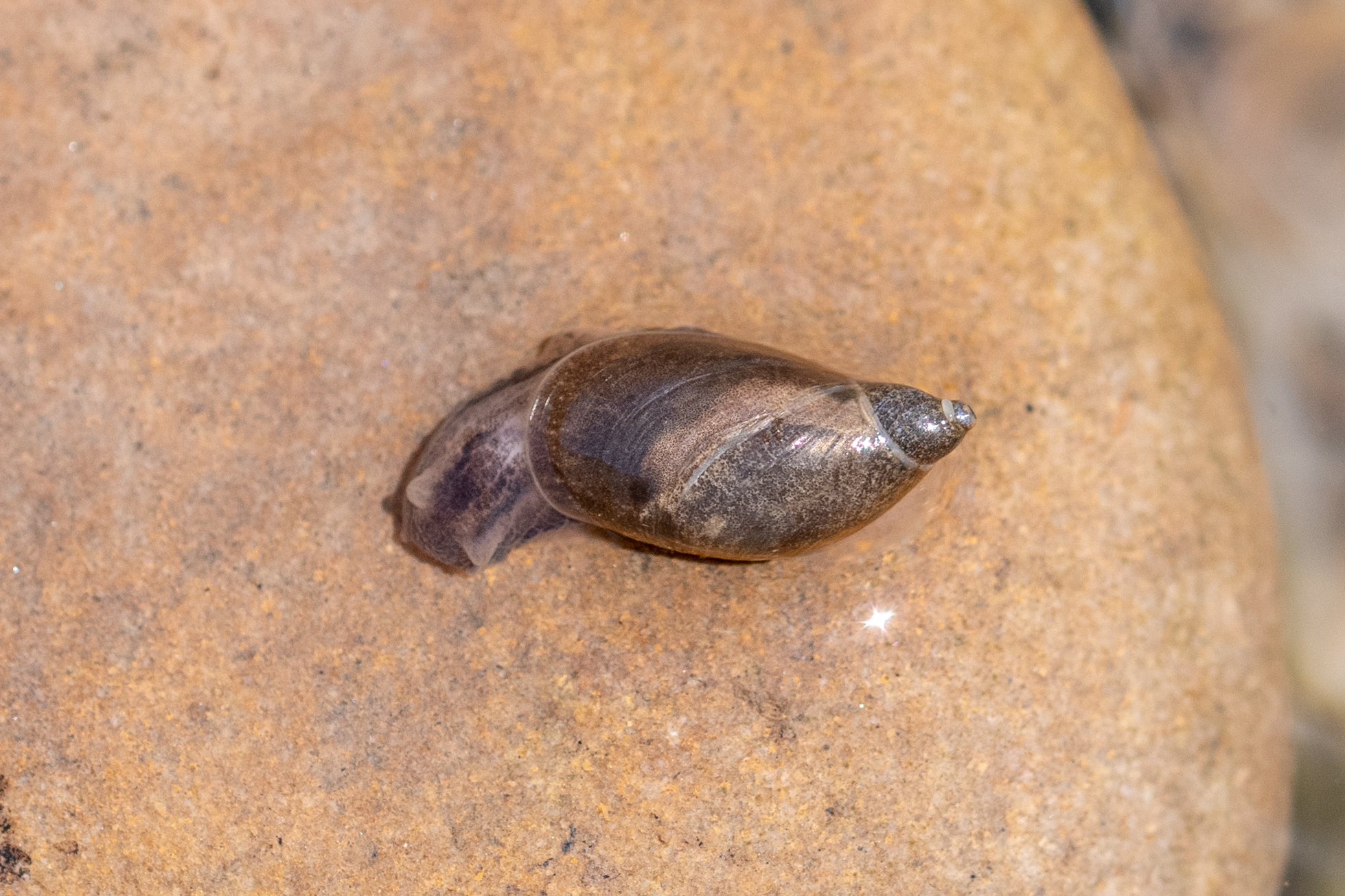 Oxyloma elegans (Risso, 1826)