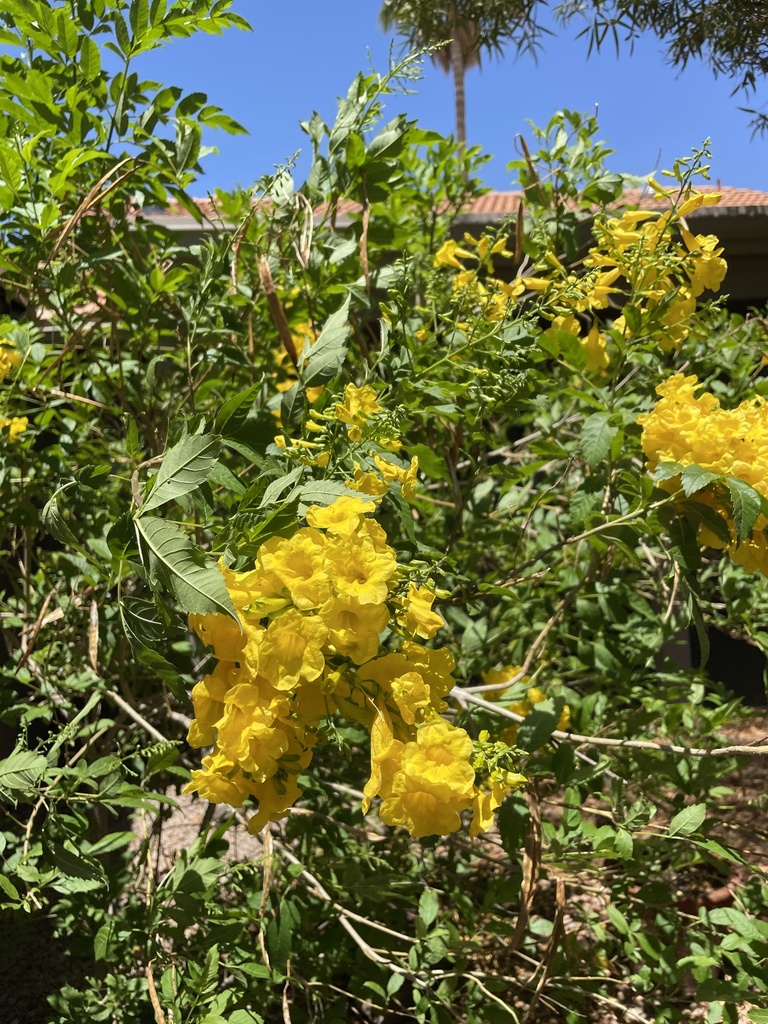 yellow trumpet flower from E Broadway Rd, Mesa, AZ, US on May 30, 2022 ...