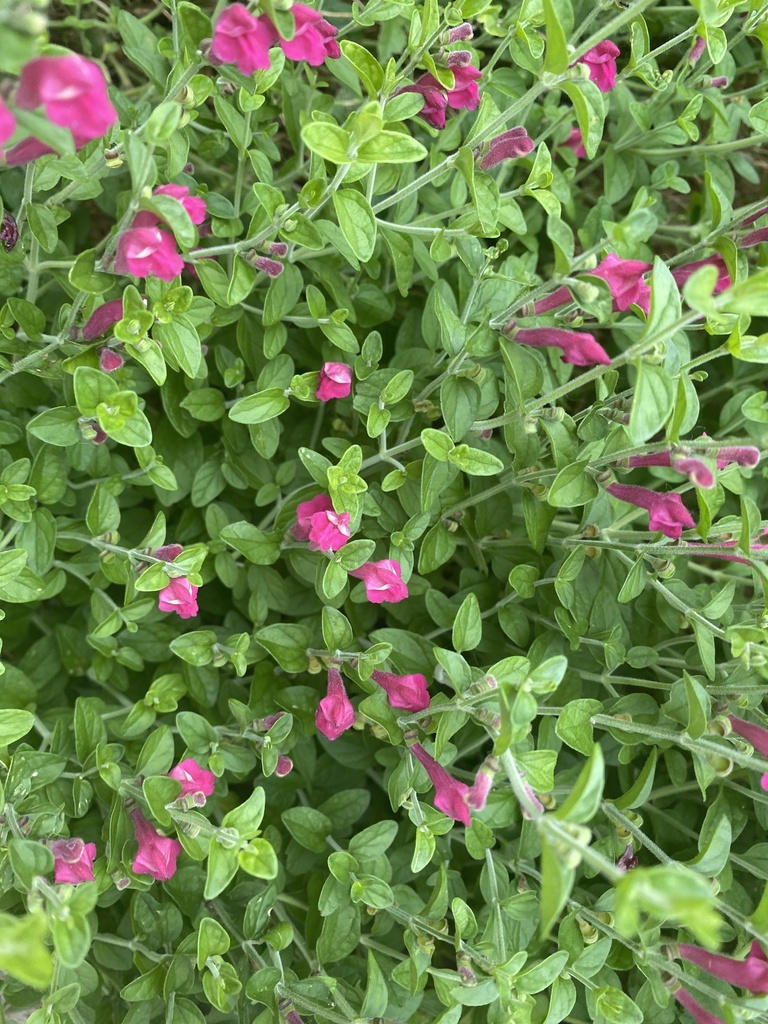Cherry Skullcap from Cornfield Dr, Arlington, TX, US on May 30, 2022 at ...