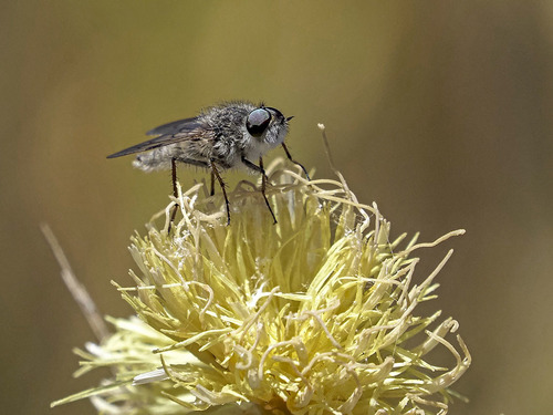 Thereva teydea · iNaturalist