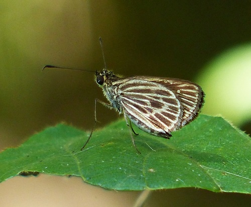 Ludens silvaticus (Panamã Guaçu I) · iNaturalist