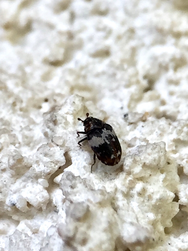 Bird Nest Carpet Beetle in April 2022 by Mireille JACQUES · iNaturalist